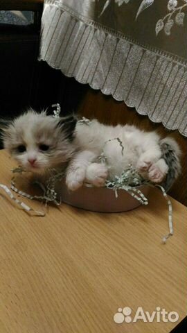 Лапуля красотуля