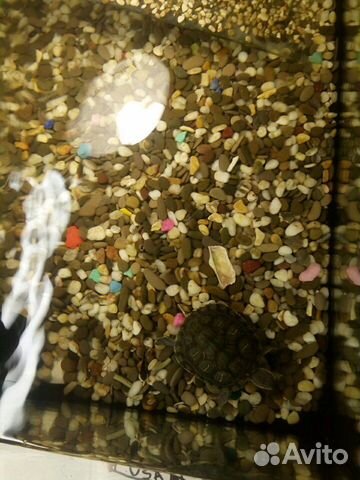 Террариум с красноухими черепашками