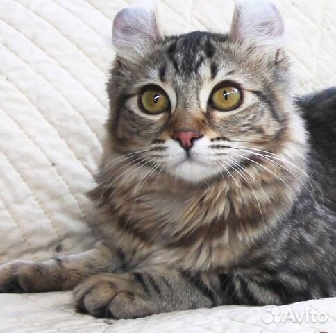 Девочка чистокровная Американский керл