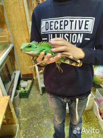 Водяная агама