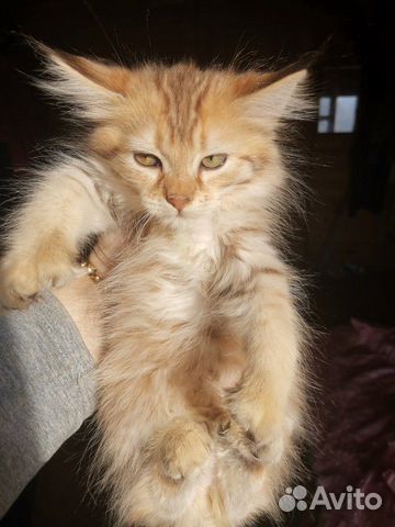 Пиксибоб, идеальная кошечка