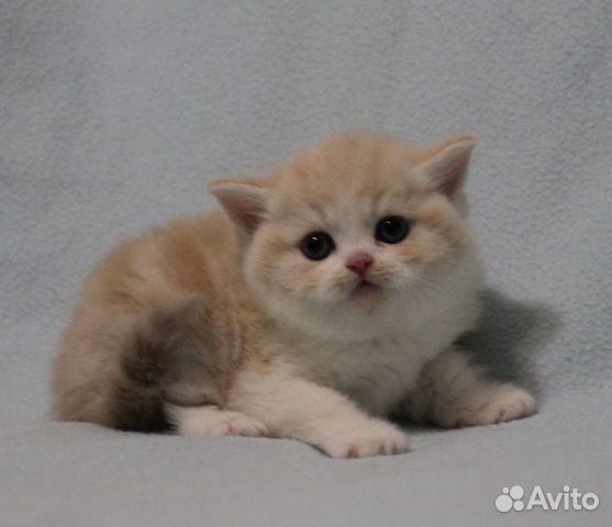 Готовы к резерву малыши скоттиш страйт и фолд