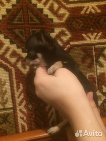 Чихуахуа малыши