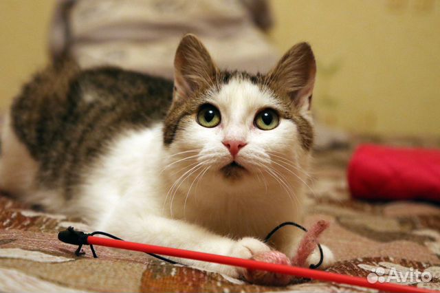 Маленькая кошечка Ладушка (6 мес) ищет дом