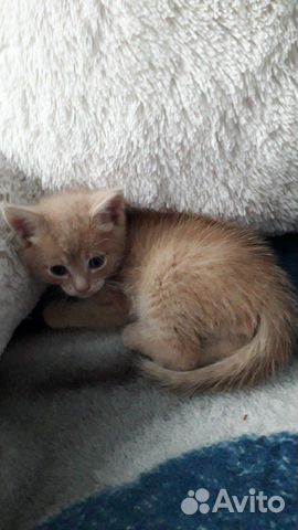 Рыжий котик и 3х цветная кошечка 1.5 мес.К лотку п