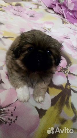 Щенок пекинса