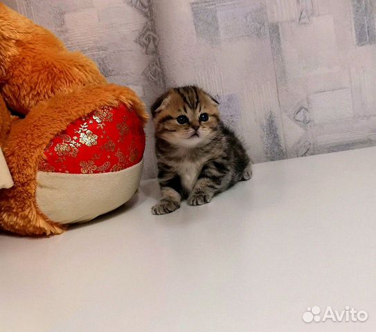 Обожайки и любимки