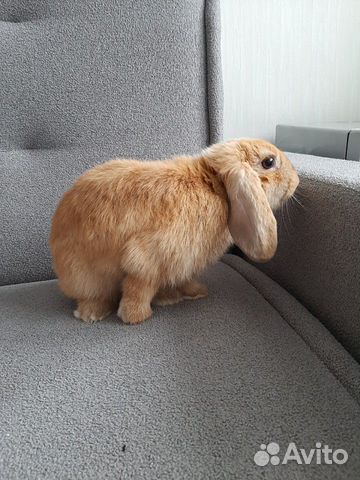 Кролик Карликовый баран
