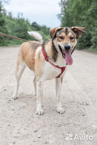 Бобби в дар