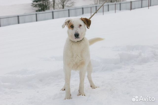 Снежана в дар