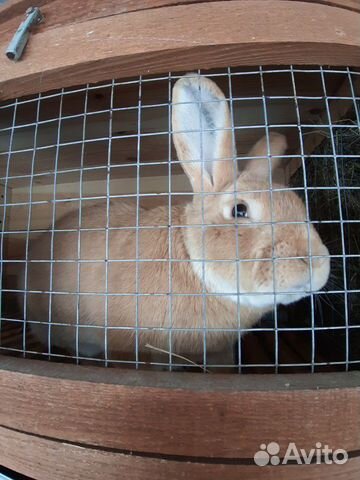 Чистокровные бургундские крол и 2 самки