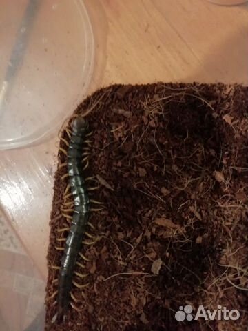 Сколопендра