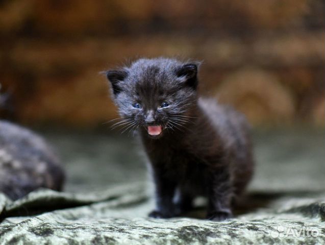 Маленькие курильские бобтейлы