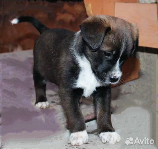 Мальчик шоколадного цвета, будет небольшой
