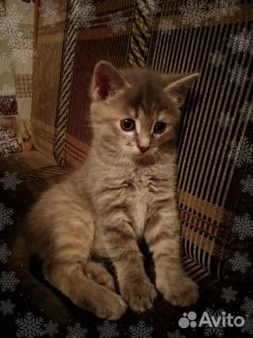 Отдам милашек котят (девочки)