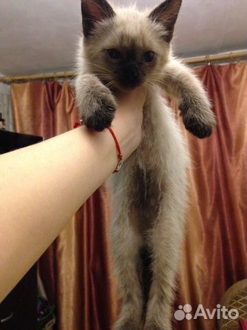 Котик от сиамского кота