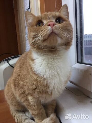 Рыжий кот замерзает и голодает