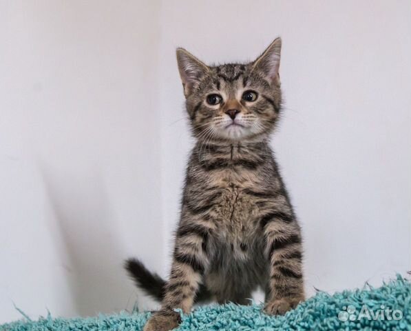 Очеровательные кошачьи детки ищут хозяев