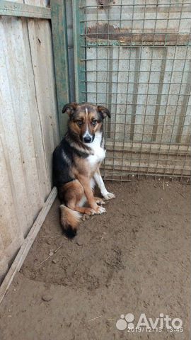 Маленькая собачка Варя ищет дом