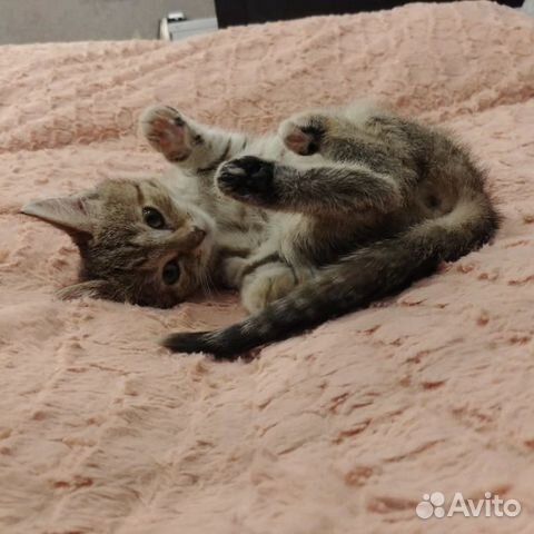 Кошечка в добрые руки