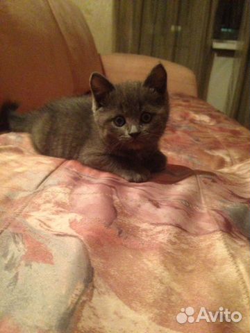 Битанский котёнок