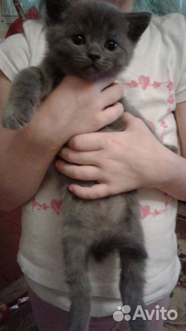 Милый котик от матери-британки