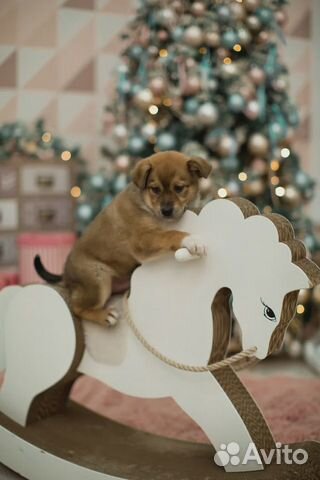 Рыжий Боня, Бончик-пончик ждёт родителей