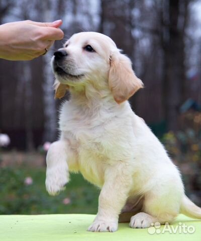 Ретривер голден мальчик РКФ
