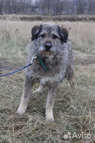 Милая собака Тоша в добрые руки бесплатно