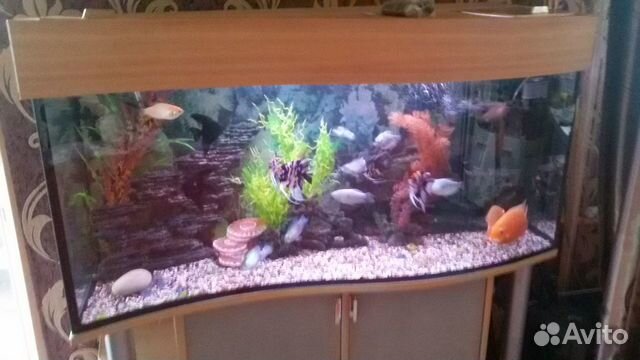 Аквариум с панорамным видом 250 л