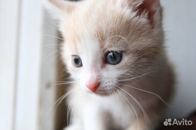 Светлая кошечка