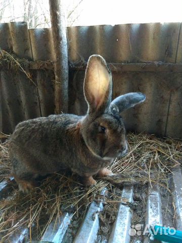 Кролы Фландера