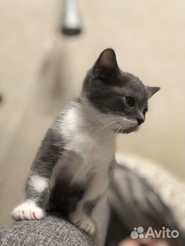 Кошка