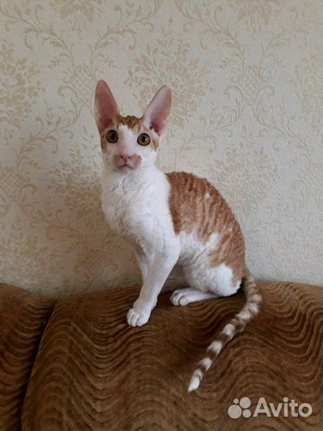 Котёнок корниш-рекс