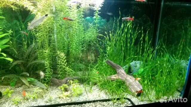 Растения и улитки для аквариума