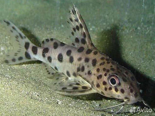 Синодонтист сом