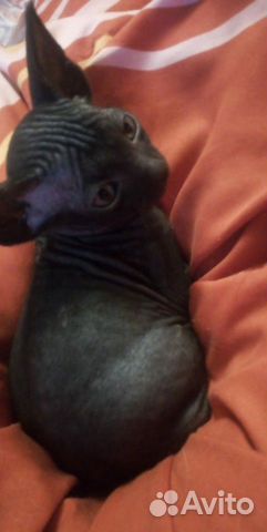 Сфинкс лучший подарок на удачу