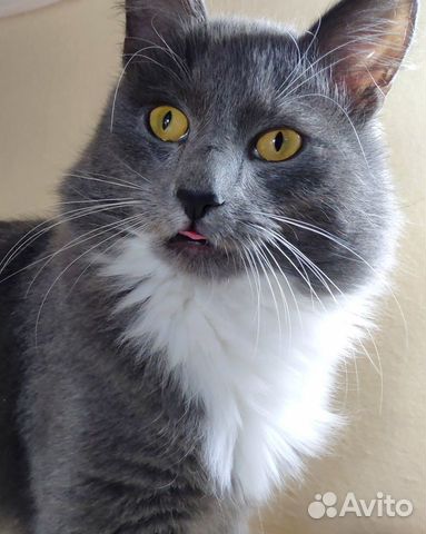 Харизматичный Дюшес 7 мес. в добрые руки