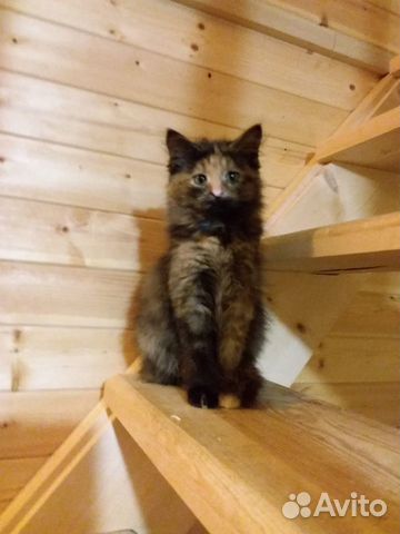 Кошка
