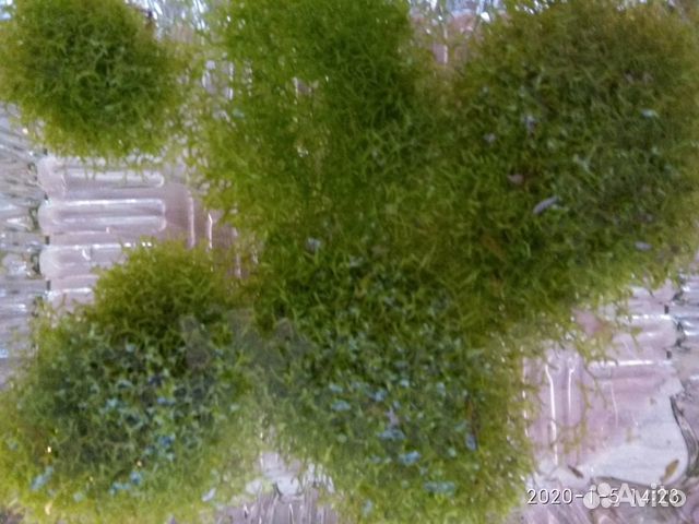 Риччия, наяс, роголистник, катушки, гуппи