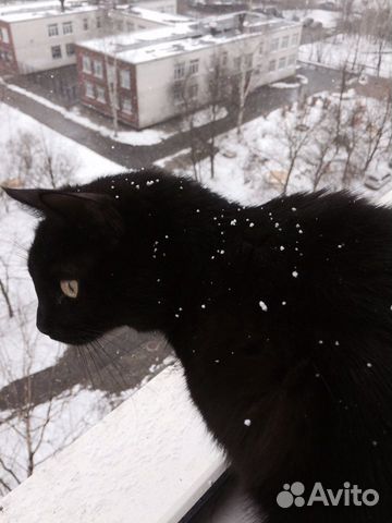 Кот чёрный красивый и дружелюбный домашний