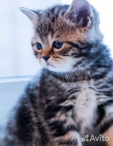 Шотландский котенок (мраморный) вискас