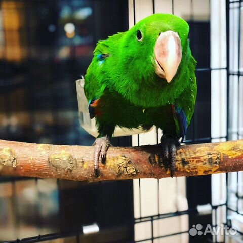 Выкормыш эклектуса (самец)