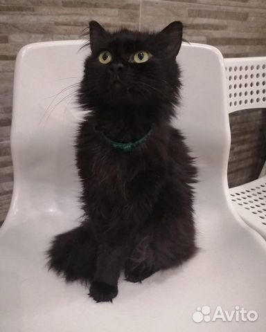 Кот Монти 1 год в добрые руки