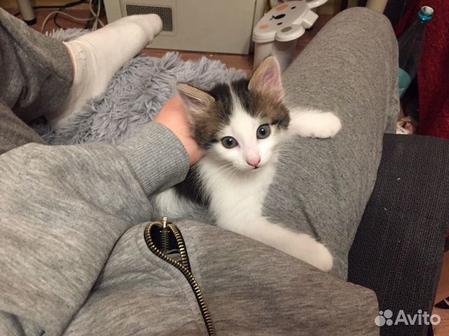 Котёнок Лютик 2 месяца