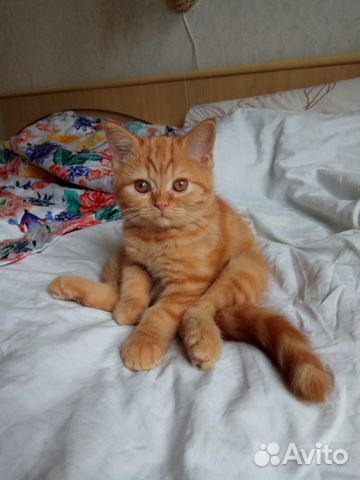 Отдам в добрые руки Котика