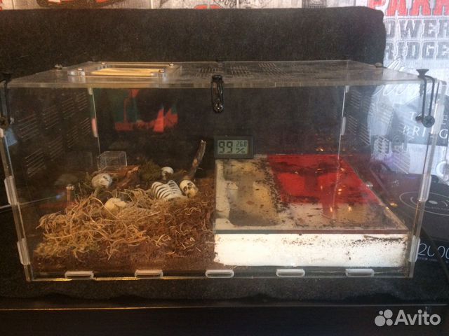 Harpegnathos venator с формикарием