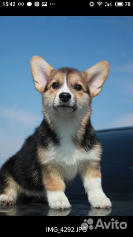 Трехцветные мальчики Корги 3 мес с документами