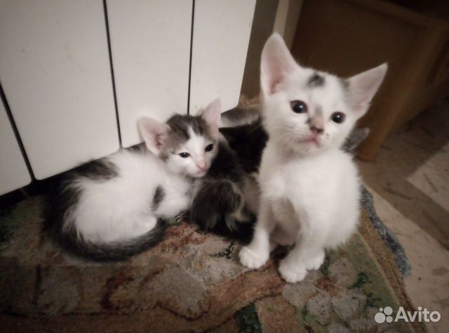 Котятки