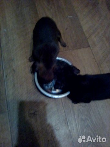 Собака той-терьер